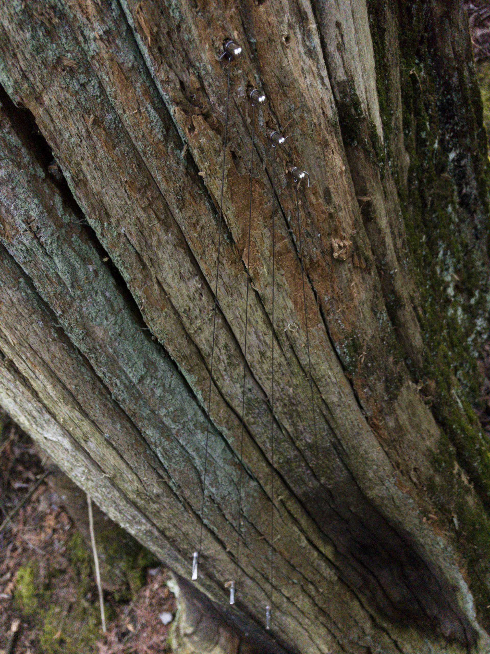 Tree Harp Sutartinė - Honeypaw