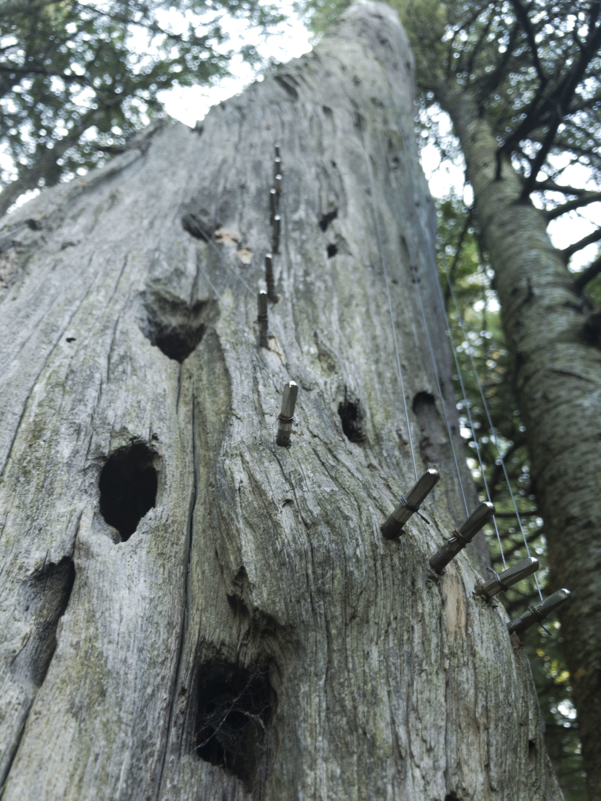 Tree Harp Sutartinė - Honeypaw