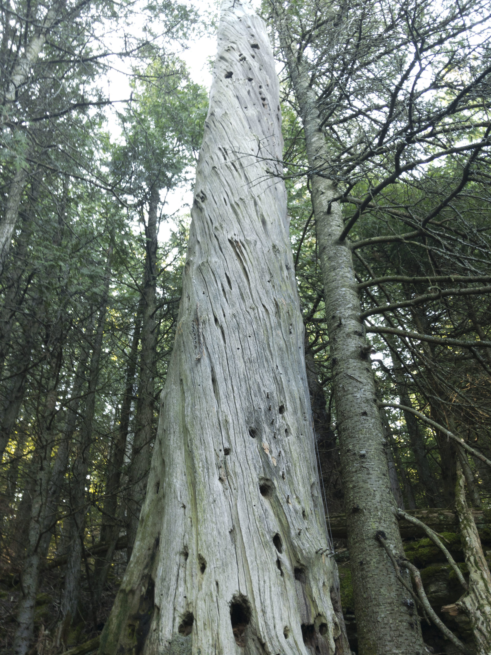 Tree Harp Sutartinė - Honeypaw