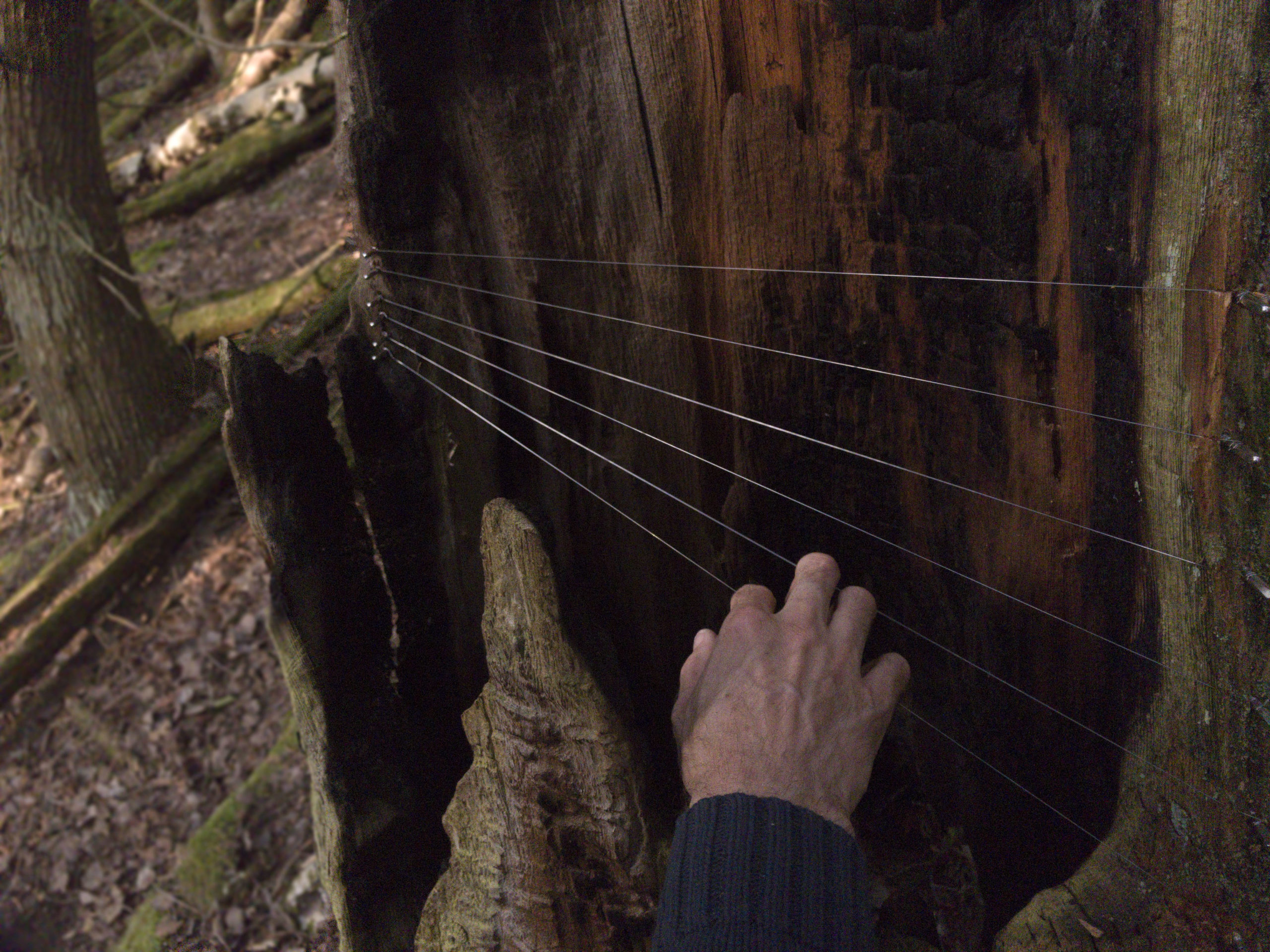Tree Harp Sutartinė - Honeypaw