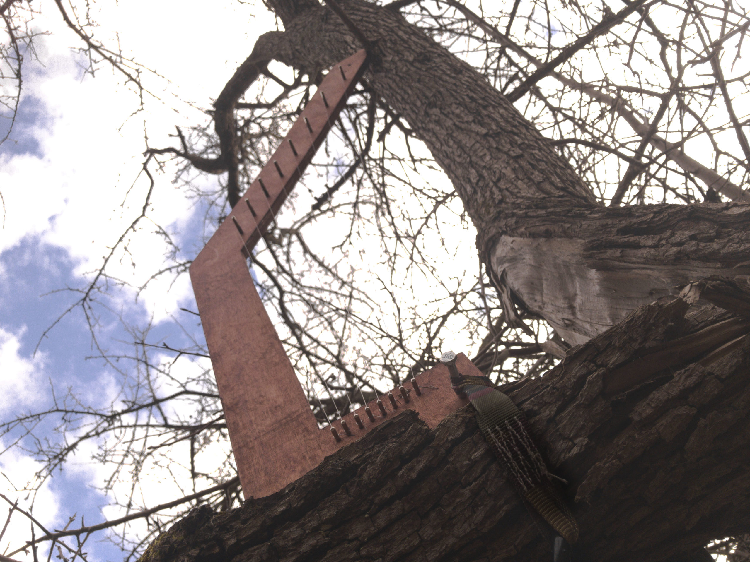 Tree Harp. Sutartine Orphans - Honeypaw